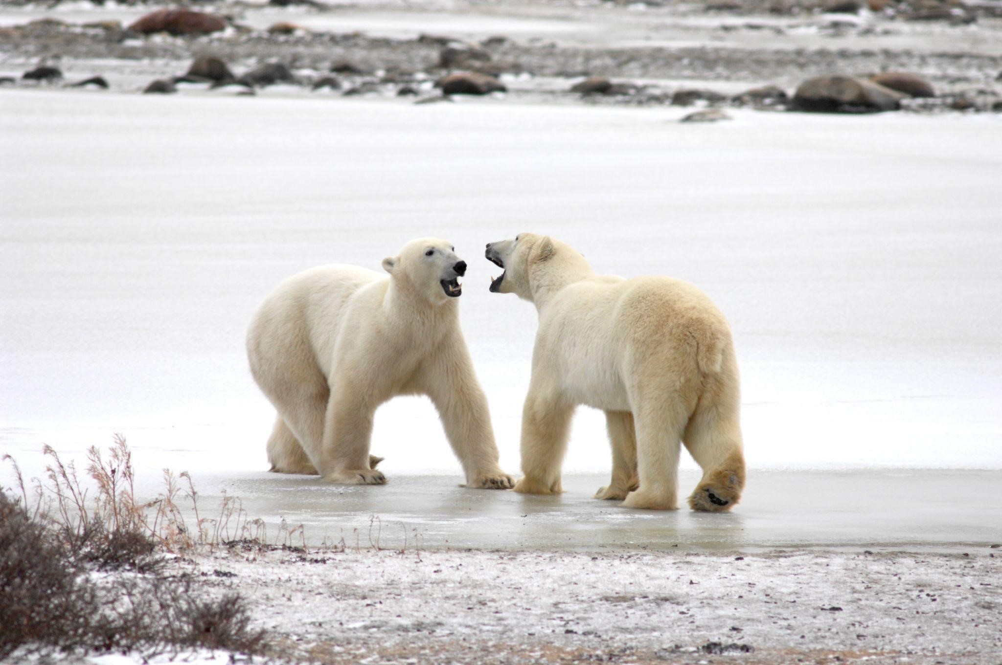 Introducing Ursus Maritimus (Updated) - Nature Canada