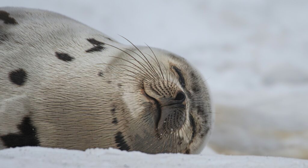Grace Under the Ice: The Resilience and Elegance of Harp Seals in the North - Nature Canada