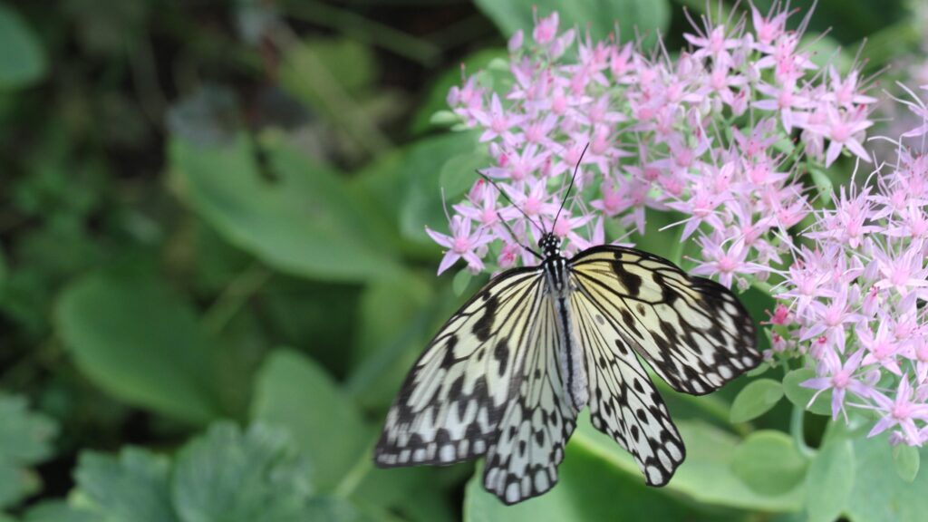 Common Insects in Newfoundland and Labrador - Nature Canada