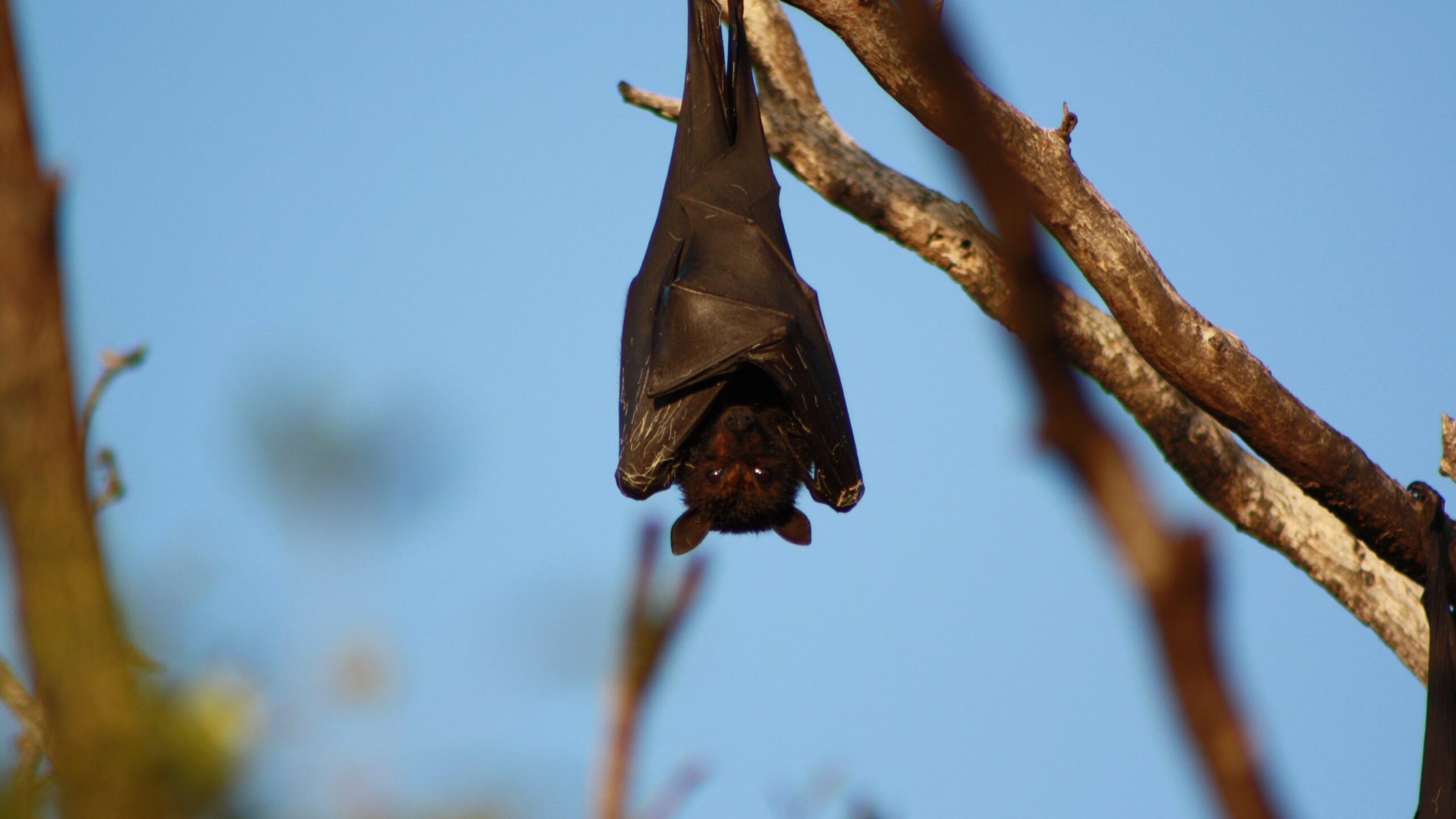NatureWild Magazine: Bats of BC - Nature Canada