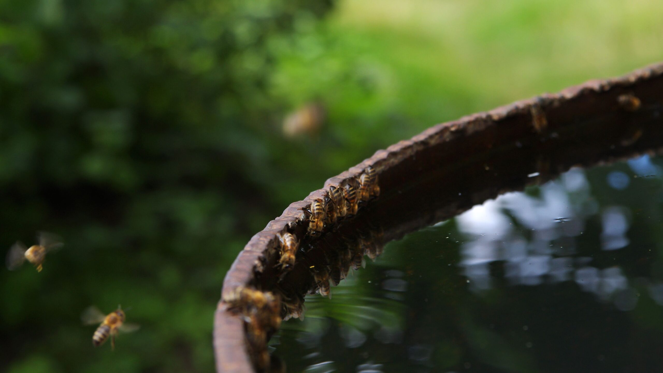 Pollinator Water Station - Nature Canada