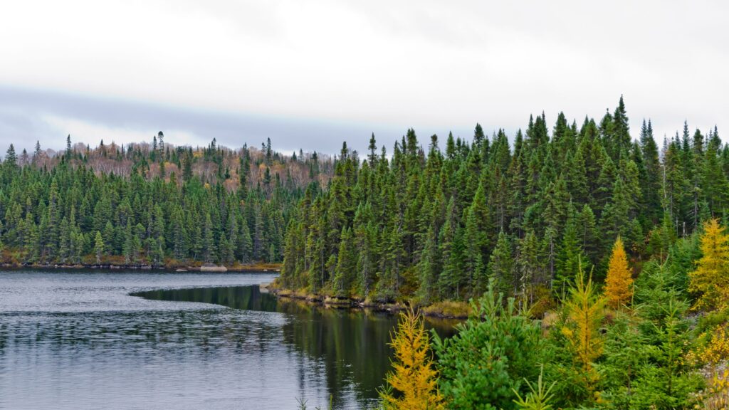 Ontario Bird ID Card (Forest and Wetlands) - Nature Canada