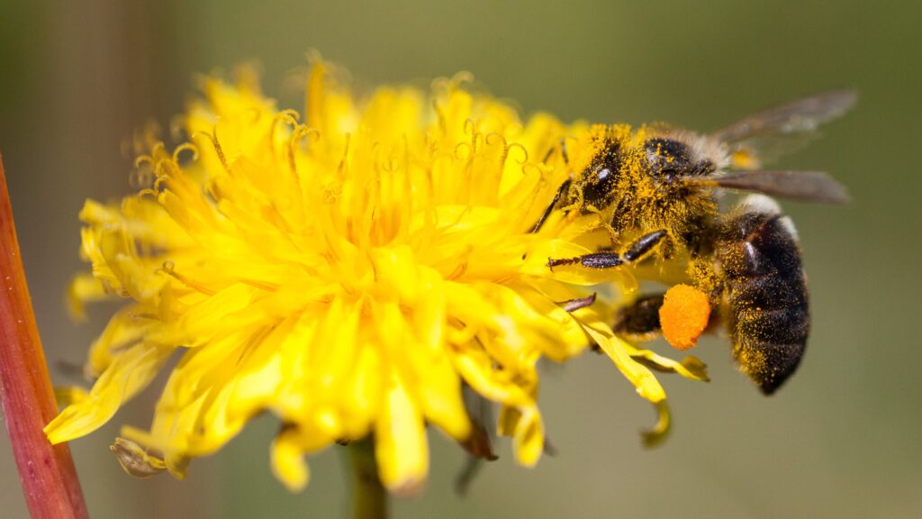 Common Bees in Newfoundland and Labrador - Nature Canada