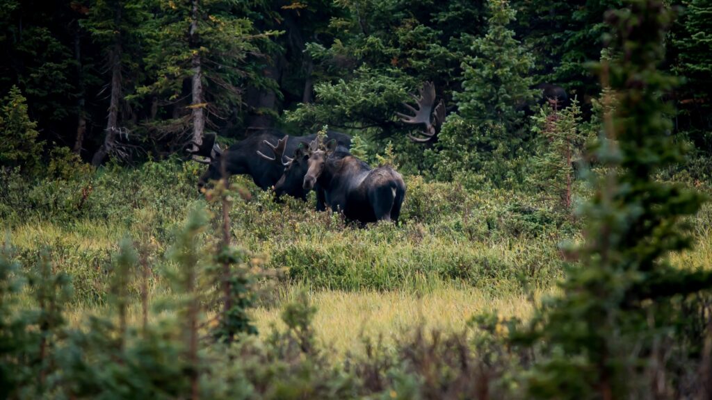 Mainland Moose Lesson Plan (Grades 7-9) - Nature Canada