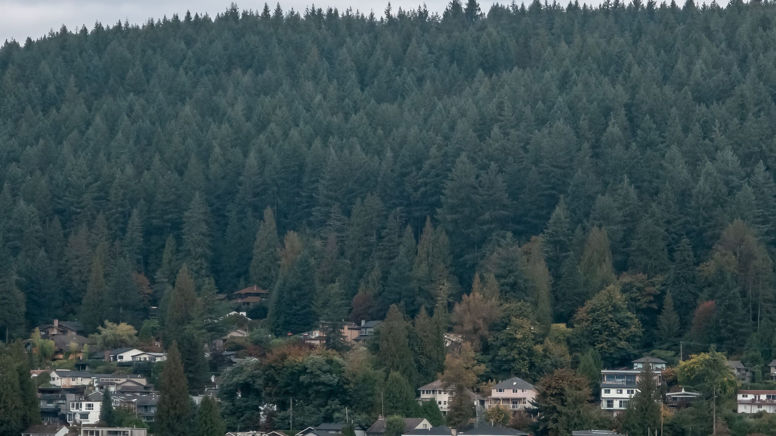 Make a Neighbourhood Tree Guide - Nature Canada