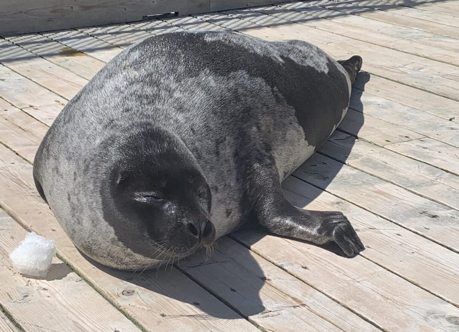 Grace Under the Ice: The Resilience and Elegance of Harp Seals in the ...