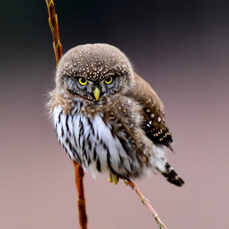 The Northern Pygmy-Owl: Fierce Things Come in Small Packets - Nature Canada
