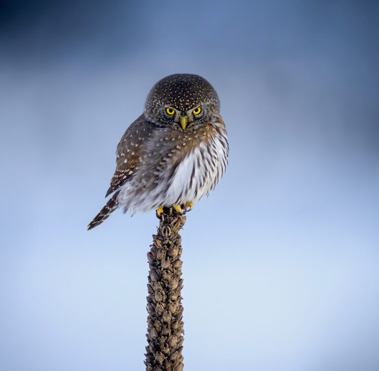 The Northern Pygmy-Owl: Fierce Things Come in Small Packets - Nature Canada