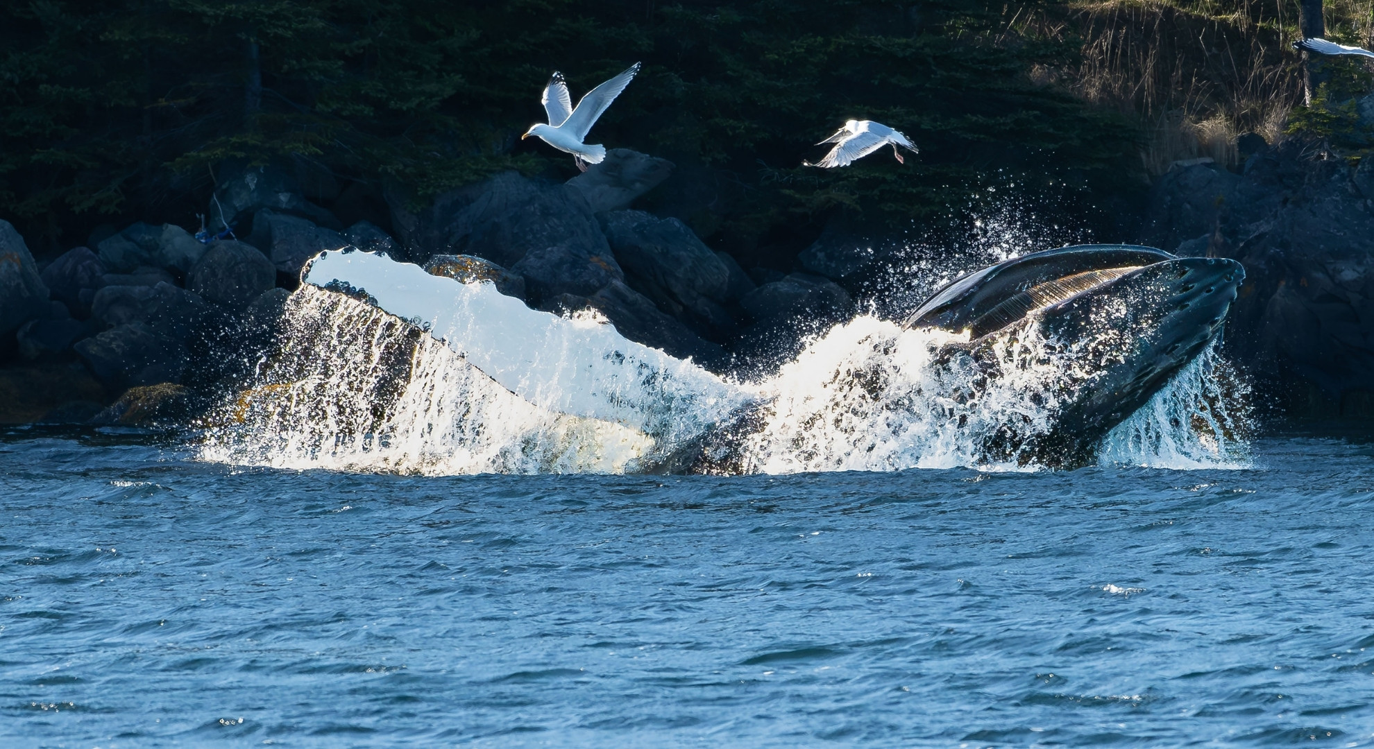The Humpback Whale: Singer and Fisher Extraordinaire - Nature Canada