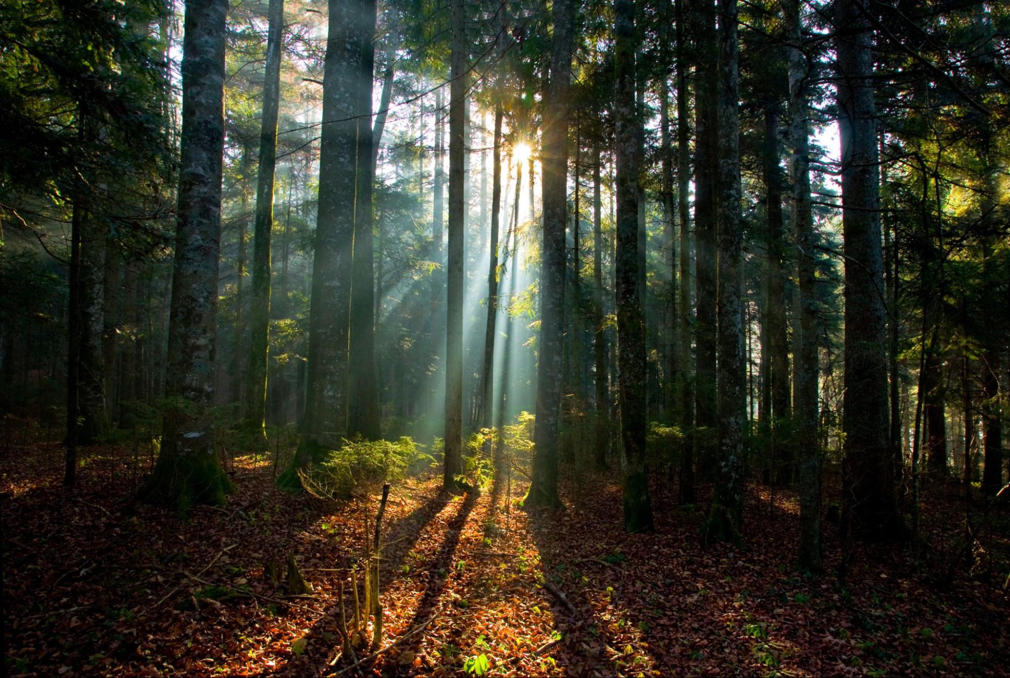 Celebrating International Day for Biodiversity - Nature Canada