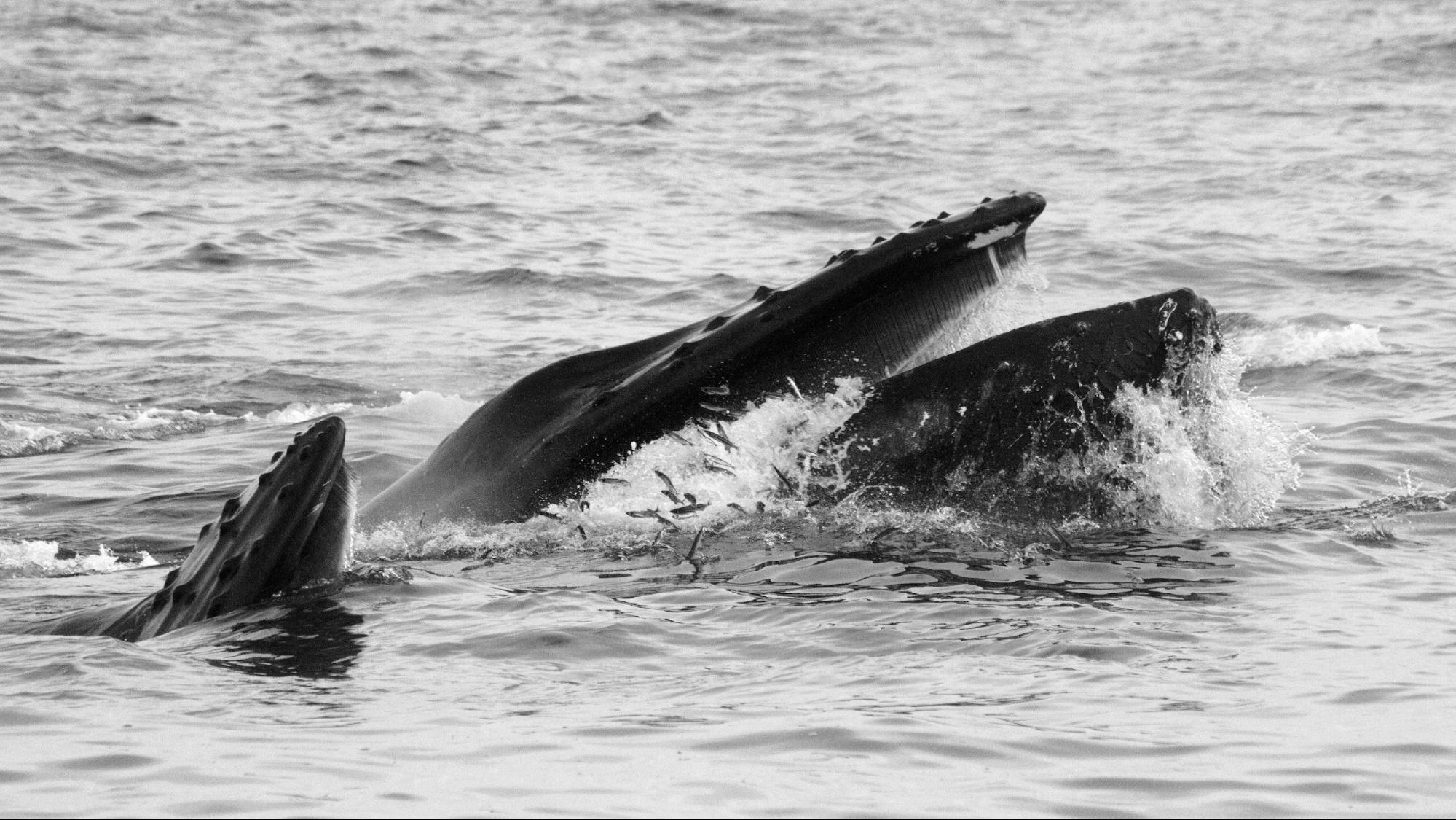 The Humpback Whale: Singer and Fisher Extraordinaire - Nature Canada