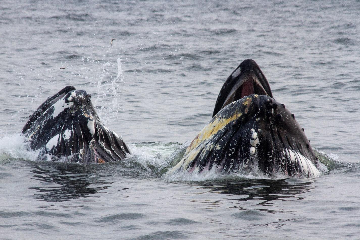 The Humpback Whale: Singer and Fisher Extraordinaire - Nature Canada