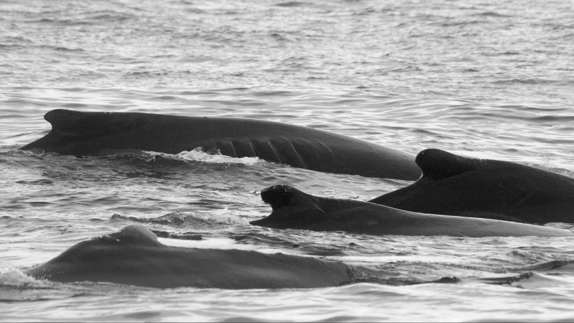 The Humpback Whale: Singer and Fisher Extraordinaire - Nature Canada