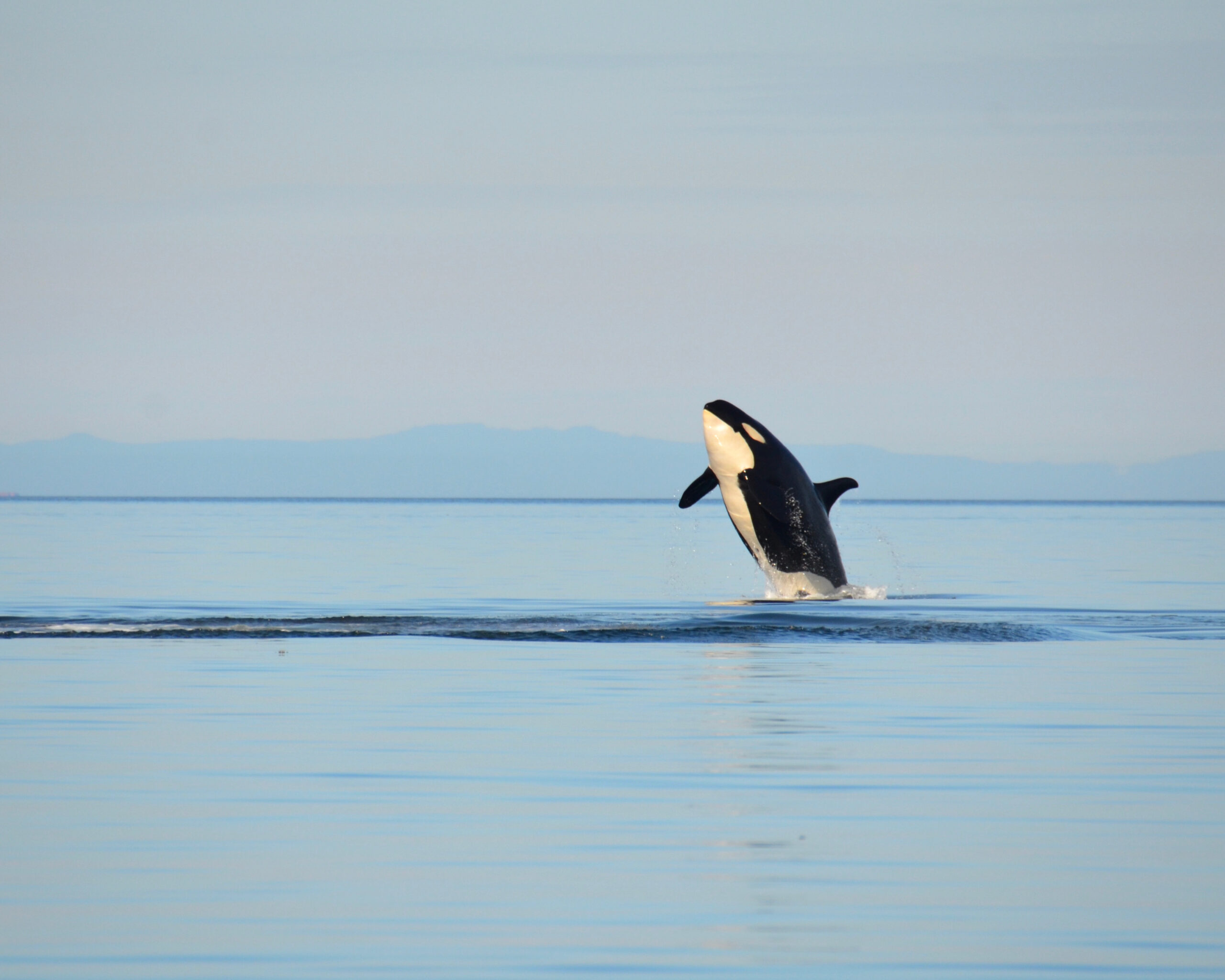 An Orca Pod in Winnipeg? Immersive AR Experience “Critical Distance ...
