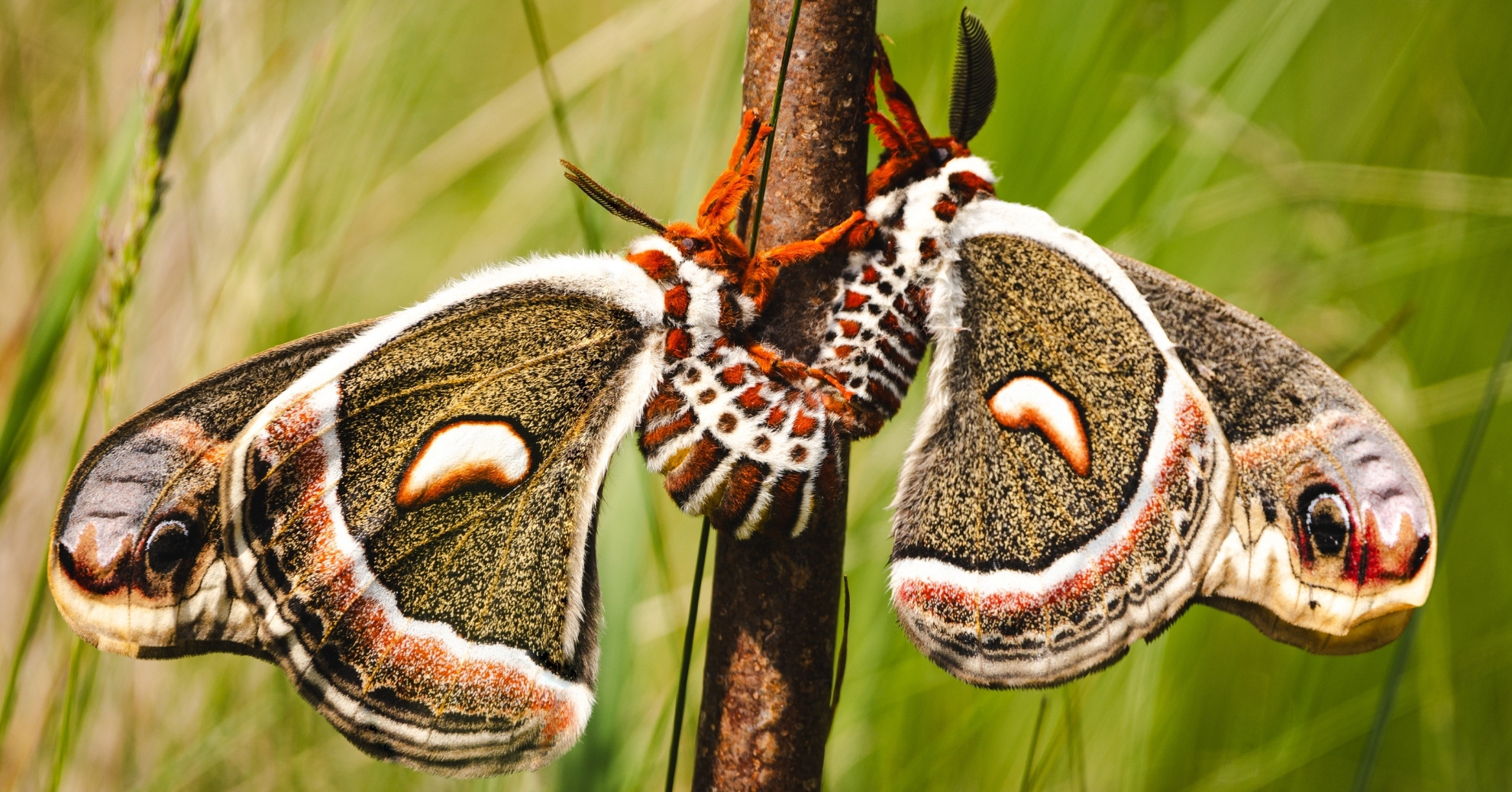 The Cecropia Moth: Art on the Wing - Nature Canada