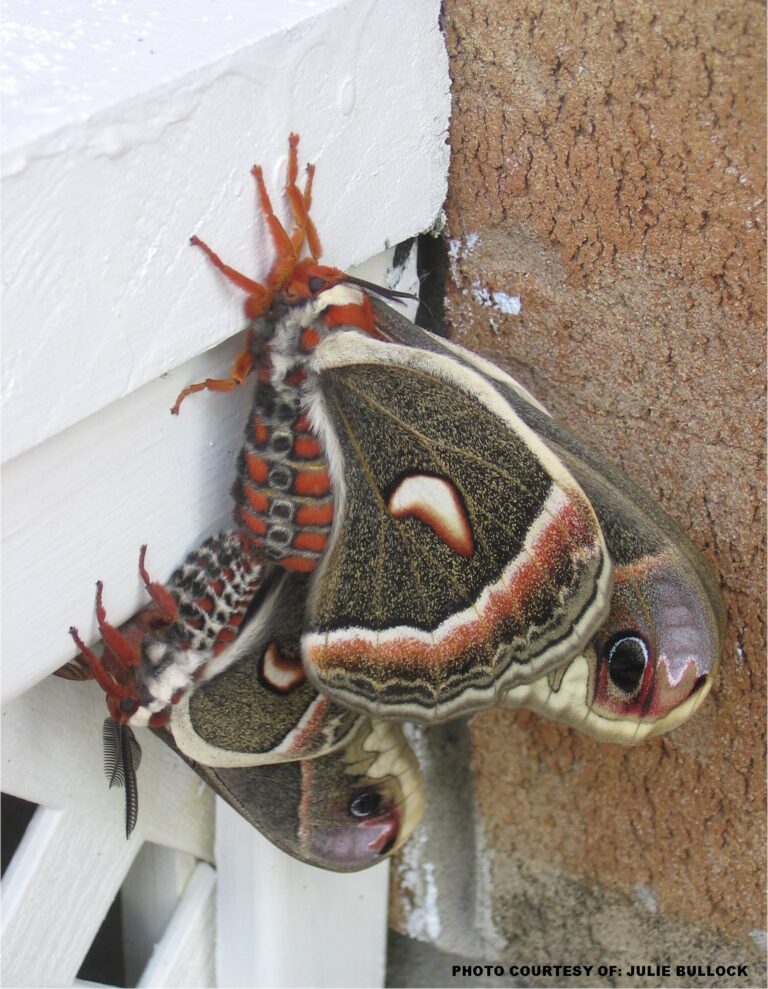 The Cecropia Moth: Art on the Wing - Nature Canada