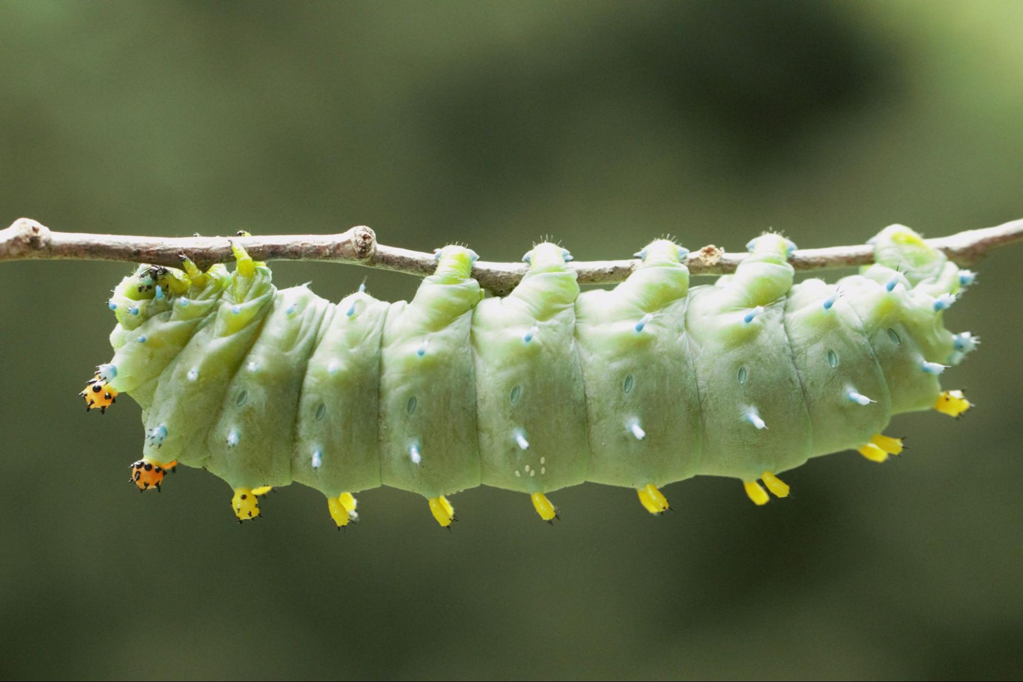 The Cecropia Moth: Art on the Wing - Nature Canada