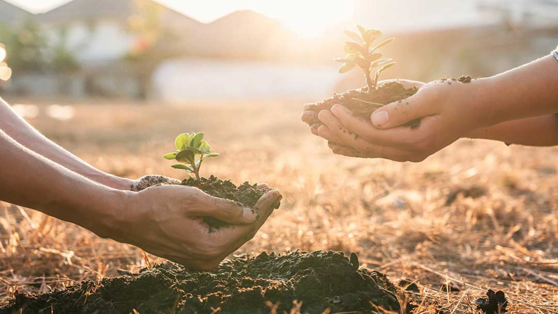 Protect and Restore Canada’s Great Forests - Nature Canada