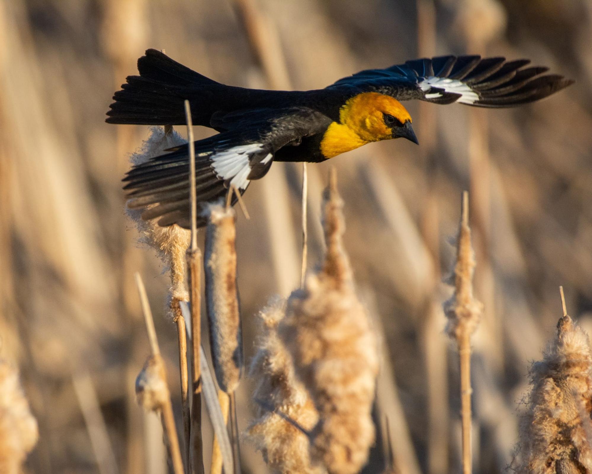 The Yellow-Headed Blackbird — a Very Special Harbinger of Spring ...