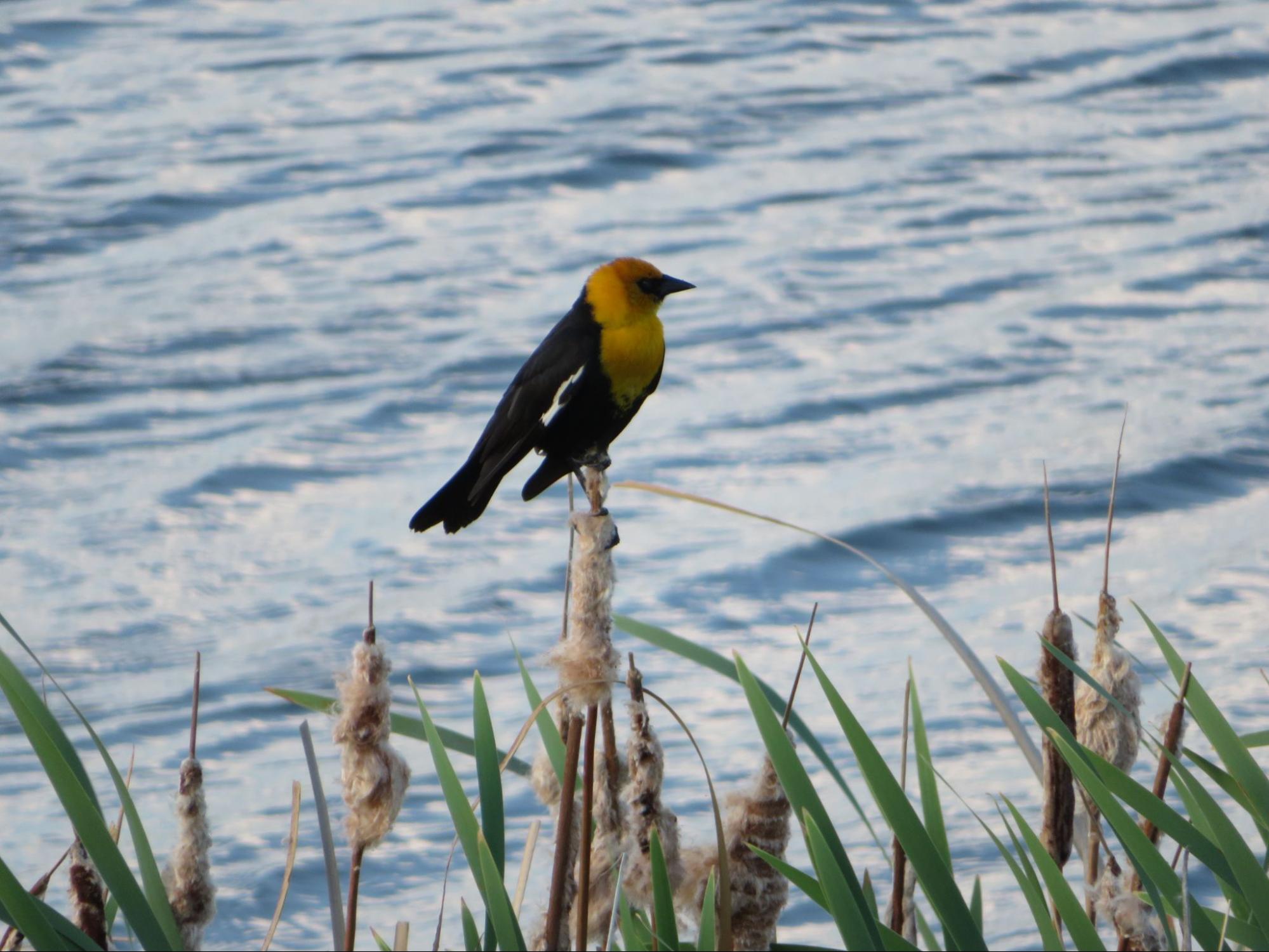 The Yellow-Headed Blackbird — a Very Special Harbinger of Spring ...