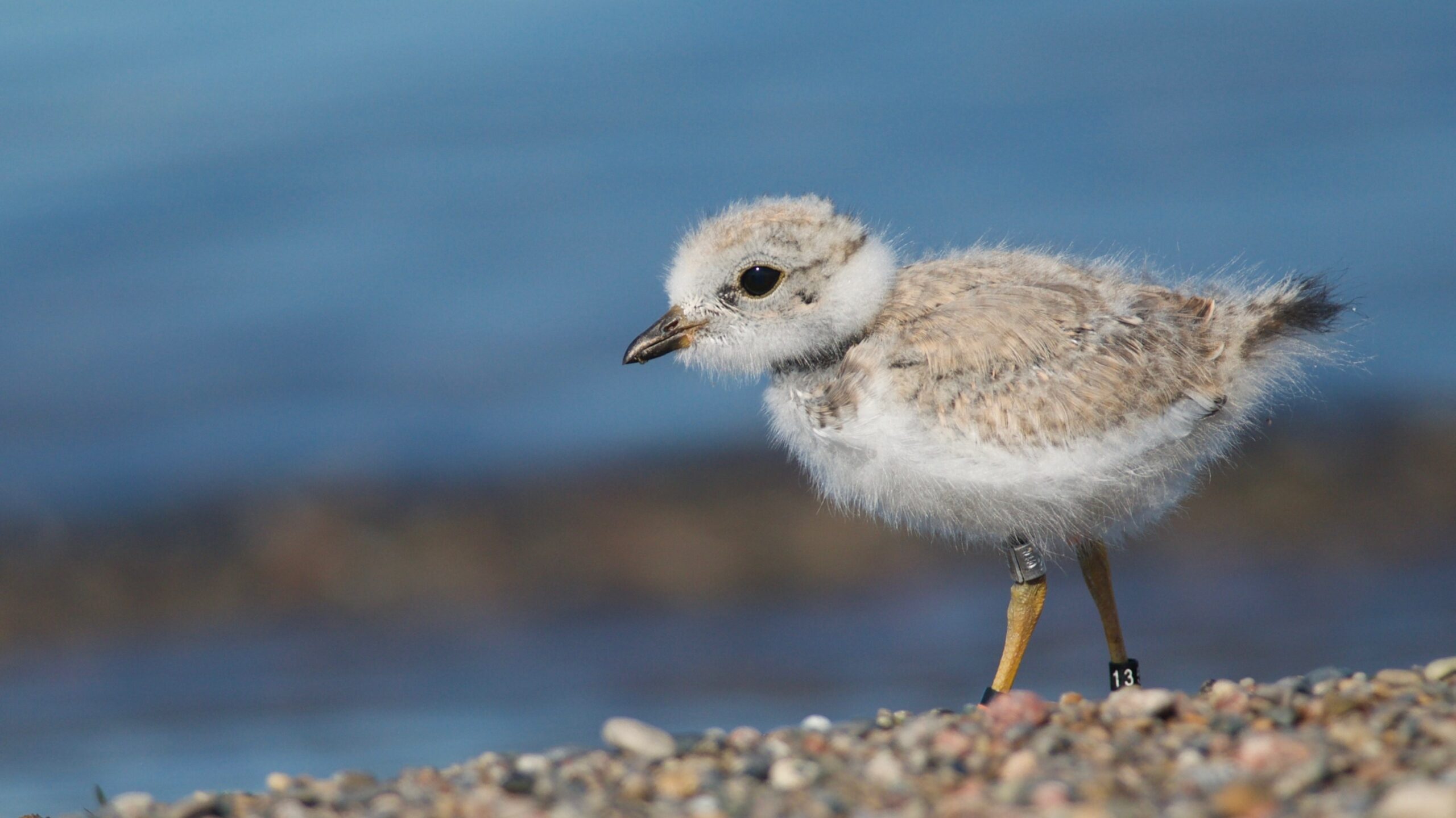Discover Shorebirds: Educator Curriculum (Grades 3-8) - Nature Canada
