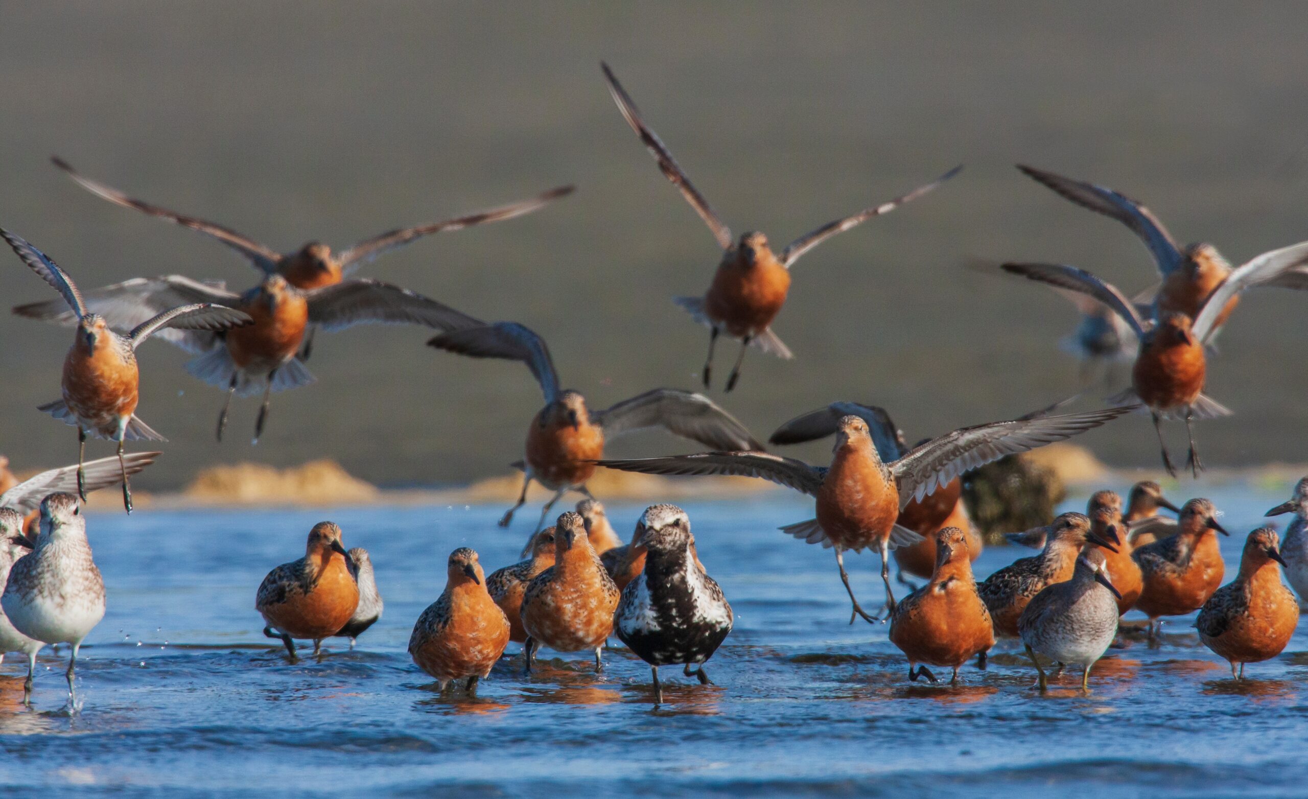 Flying with Shorebirds - Field Notes from James Bay to Brasil - Nature ...
