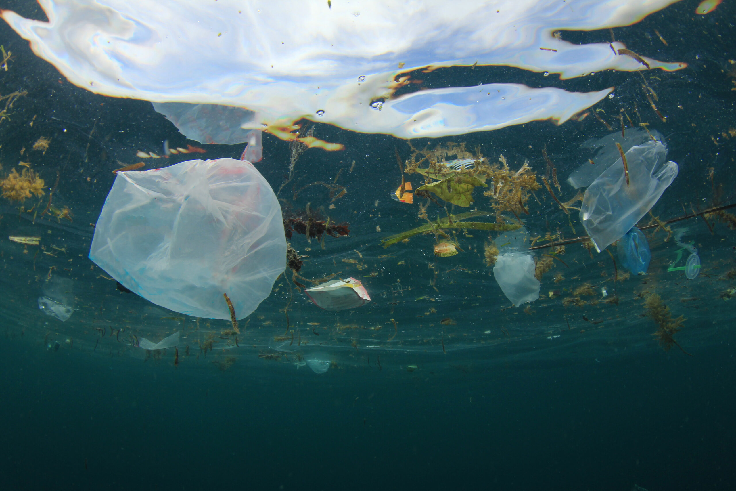 Clean Coasts Act: Bill C-244 - Nature Canada