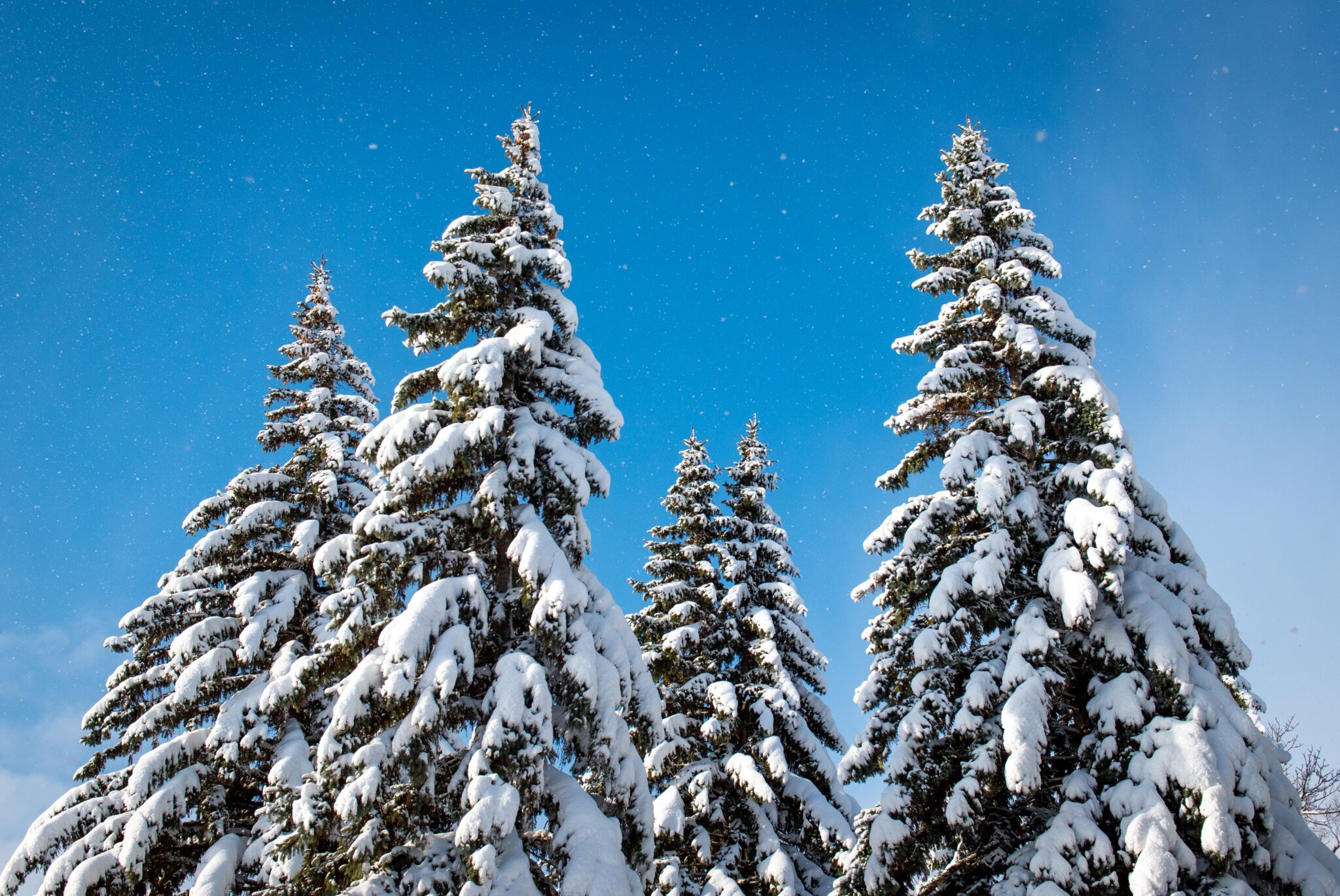 Nature Shows Us the Way: Our members' love of nature shines through ...