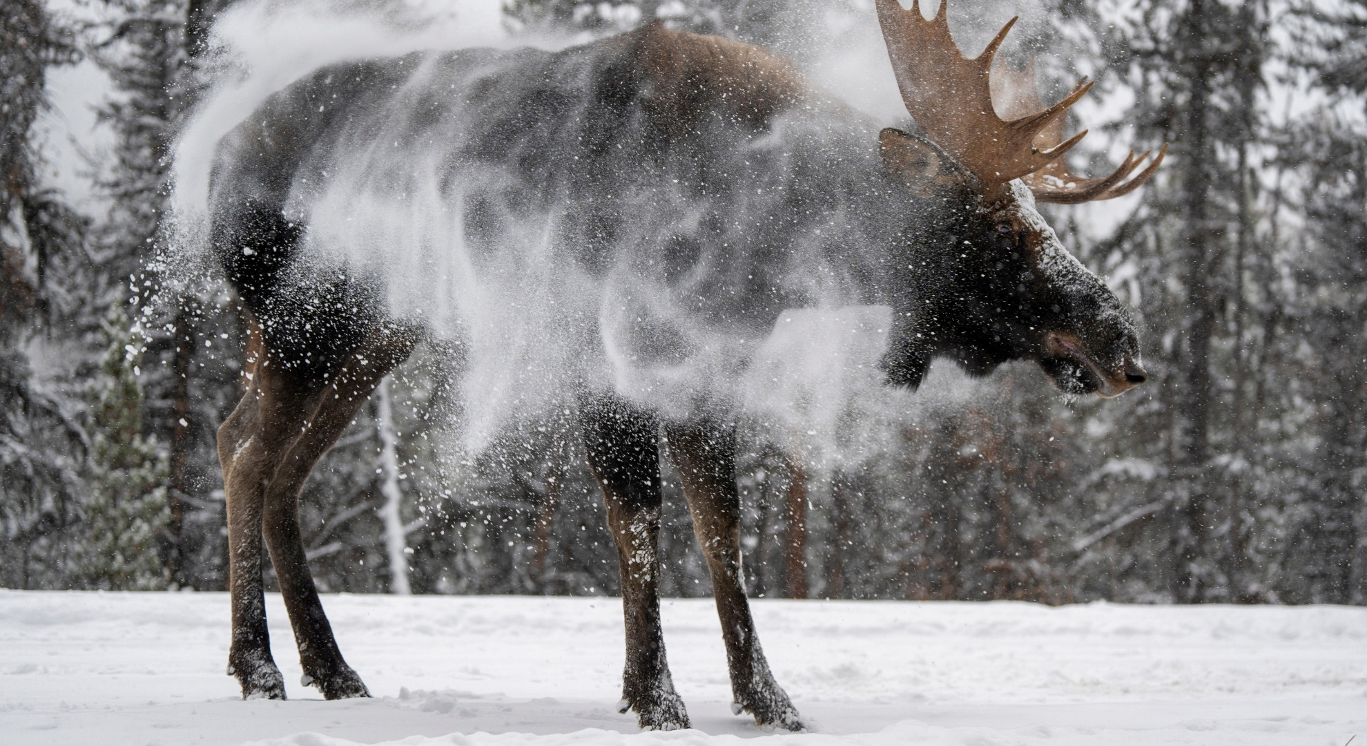 Iconically Canadian —The Moose — Nature Canada