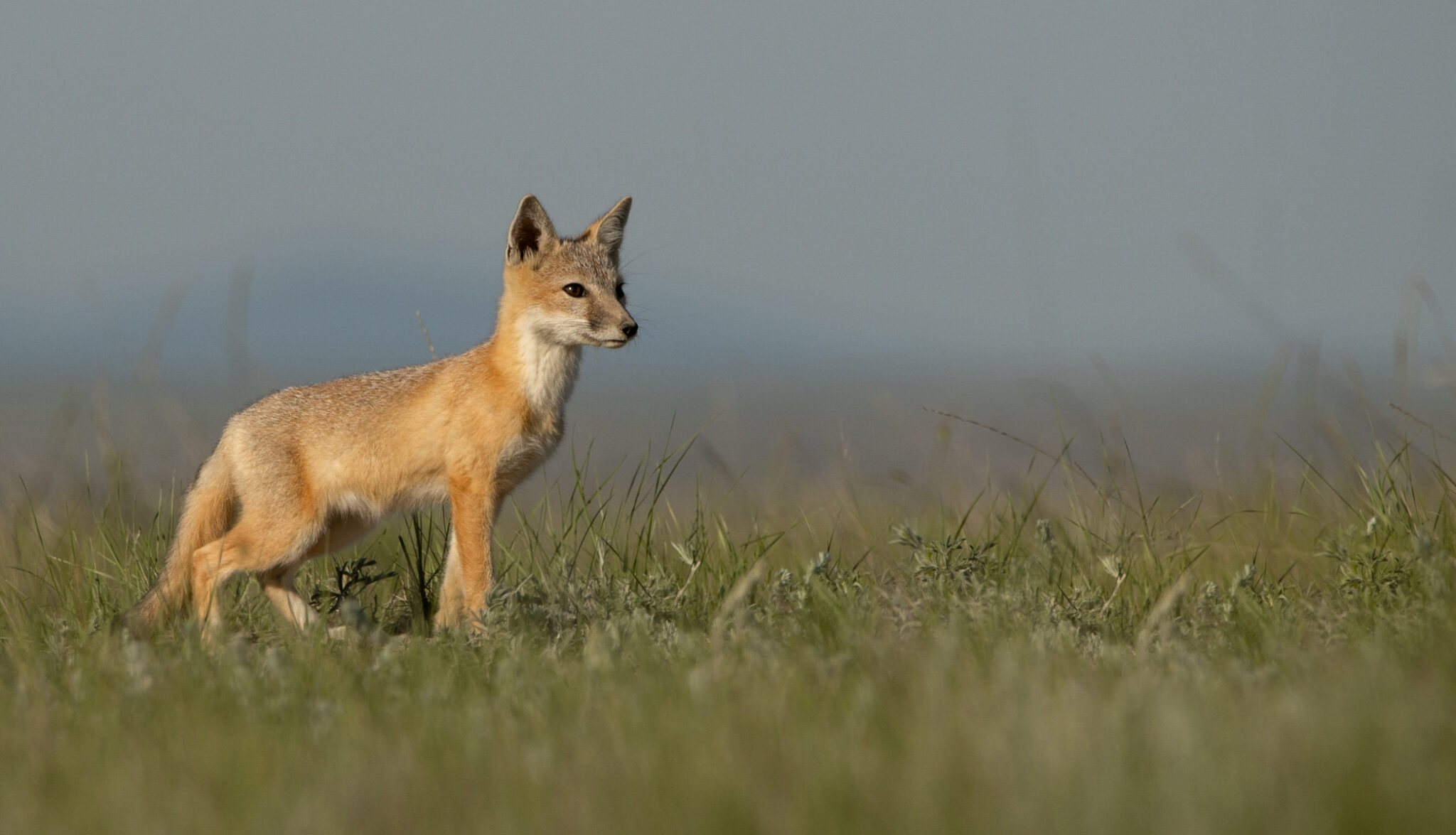 The Fantastic Four Foxes of Canada - Nature Canada