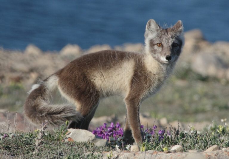 The Fantastic Four Foxes of Canada - Nature Canada